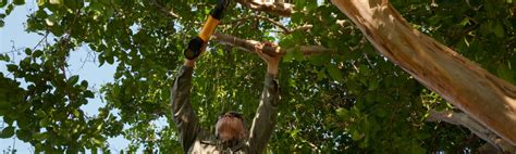 Essential Tree Trimming Tips Every First Time Homeowner Should Know