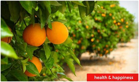 22 Amazing Benefits Of Vitamin C Health Wholeness