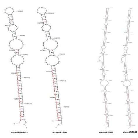 Predicted Stem Loop Hairpin Secondary Structure Of The Identified Download Scientific Diagram