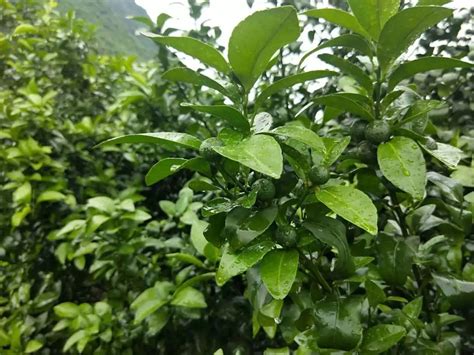 控梢 大山谷图库
