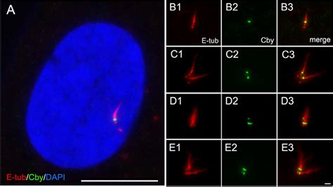 Figure 2 From A Wntbeta Catenin Pathway Antagonist Chibby Binds