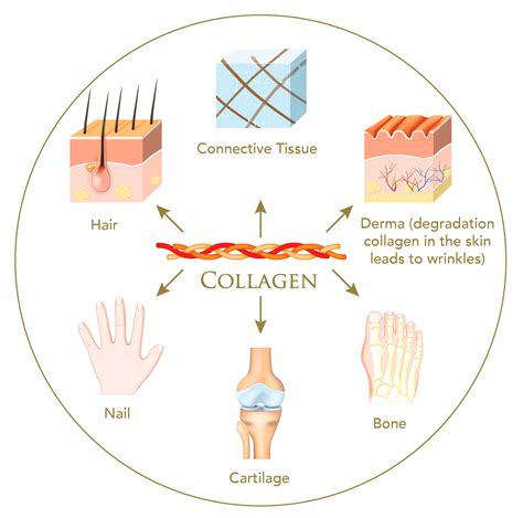Is Collagen Really Good For Your Skin Oro Gold School