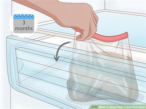 How To Grow Pear Trees From Seed With Pictures WikiHow