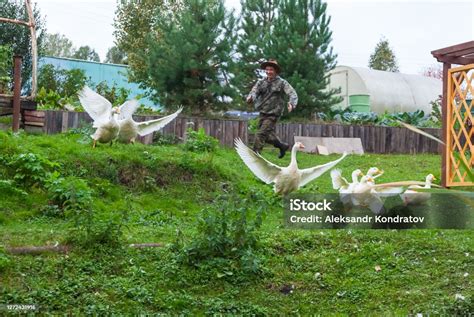 특별한 양복과 밀짚 모자를 쓴 한 남자 농부가 미소짓고 재미있게 지내고 날개를 펼치고 이륙을 시도하는 흰 거위와 오리 무리를 따라 달려다 가금류에 대한 스톡 사진 및 기타