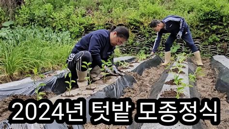 봄철 텃밭 미인고추 안매운 꽈리고추 애플수박 가시오이등 모종정식하기 텃밭 정식 Youtube