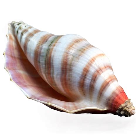 Download Realistic Conch Drawing Png Oao23