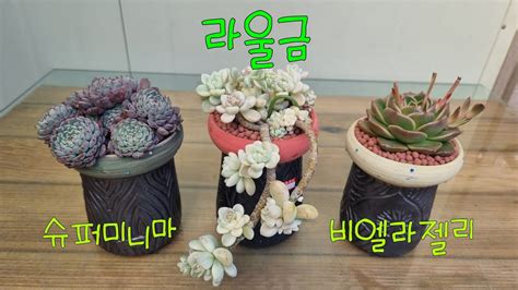 24323토 💕화병3종set 💕비엘라젤리💕 라울금 💕슈퍼미니마💕 식제해요~향😁😆원이네다육 010 6828 3188 Youtube