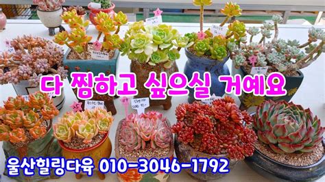 221108📍울산힐링다육 엘샤 레이디스핑거 핑클루비 퍼플딜라이트 덴트라쨈 누다 블루드래곤 루비스타 Youtube