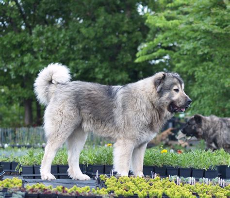 Rockhill Caucasians Breeders Of Caucasian Ovcharka Also Know By The
