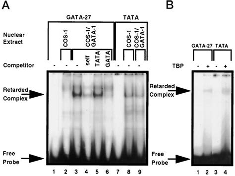 Identification Of Proteins Binding To The 27 Gata Site A A