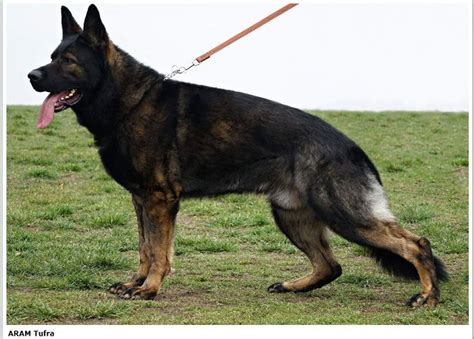 Best Images About DDR Czech German Shepherds On Pinterest