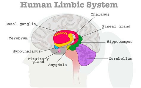 Limbic System Structures