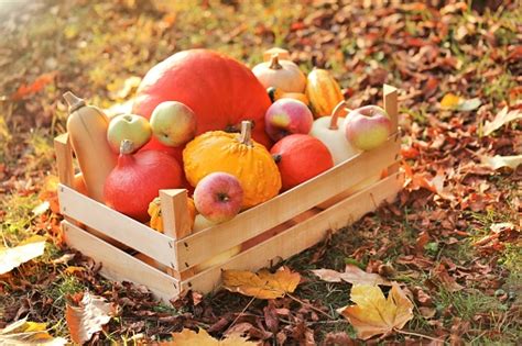추수 감사절 과일과 채소의 가을 수확 흐린 정원 배경에 노란색 잎에 나무 상자에 호박과 사과 가을 시간 10월에 대한 스톡 사진 및 기타 이미지 Istock