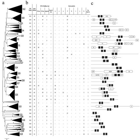 Phylogenetic Relationships DNA Binding Types Intron Insertion Download Scientific Diagram