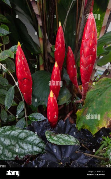 Tropical Plants Flourish At The Queen Sirikit Botanical Garden Not Far