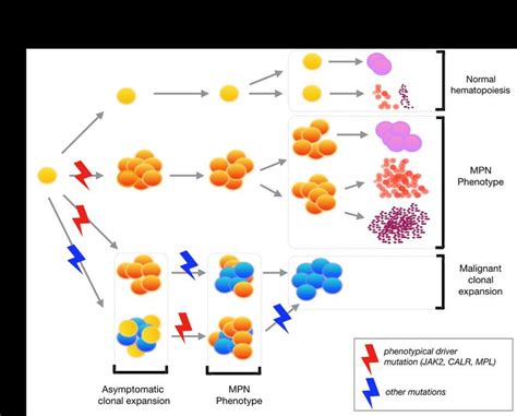 From Hematopoietic Stem Cell Hsc To Clonal Evolution In This Figure Download Scientific