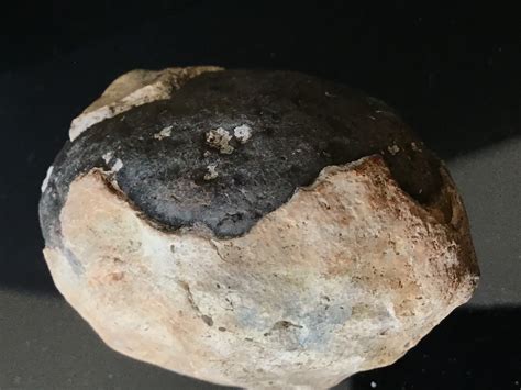 Could It Be A Fossil Bird Egg Fossil Id The Fossil Forum