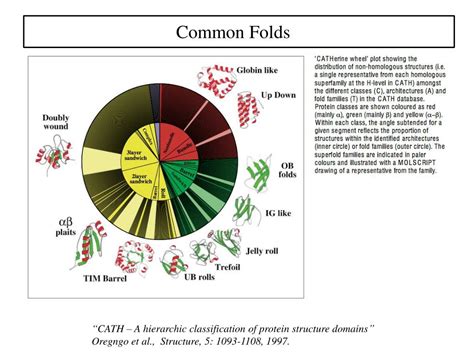 Ppt Protein Structure Classification Powerpoint Presentation Free Download Id 1868959