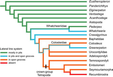 Composite Phylogenetic Diagram Showing The Distribution And Morphology