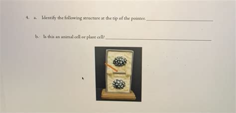 solved 4 a identify the following structure at the tip of