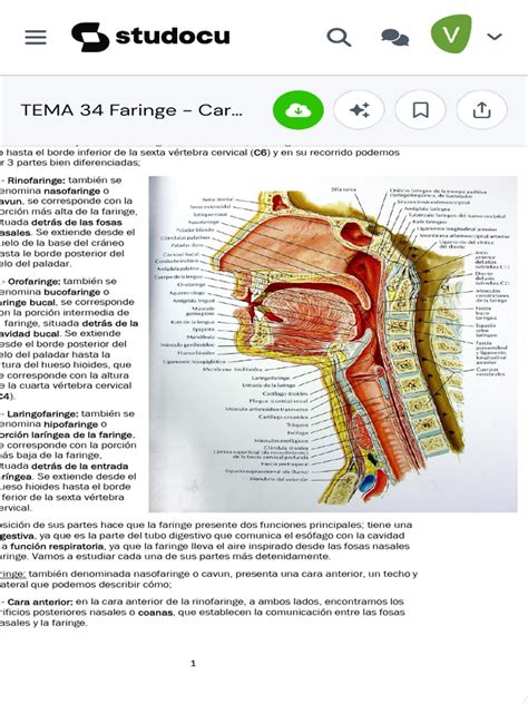 Tema 34 Faringe Carmen Montes Warning Tt Undefined Function 32 Tema