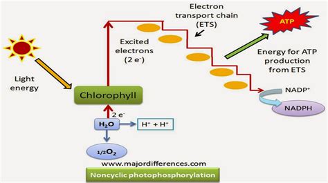 Diagram Of The Light Reactions Showing Cyclic Electron Flow