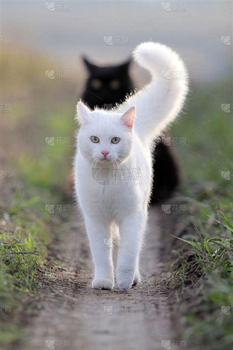白猫和黑猫