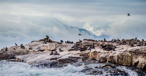 남아프리카 공화국 케이프타운 근처 폴스 베이 한가운데에 있는 씰 아일랜드 사진 Unsplash의 자연 이미지