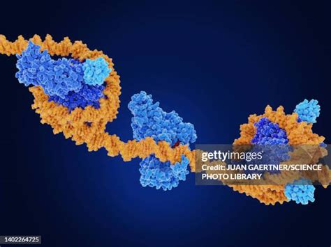 Chromatin In A Cell Model