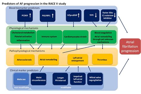 continuous rhythm monitoring used to investigate atrial fibrillation progression for first time
