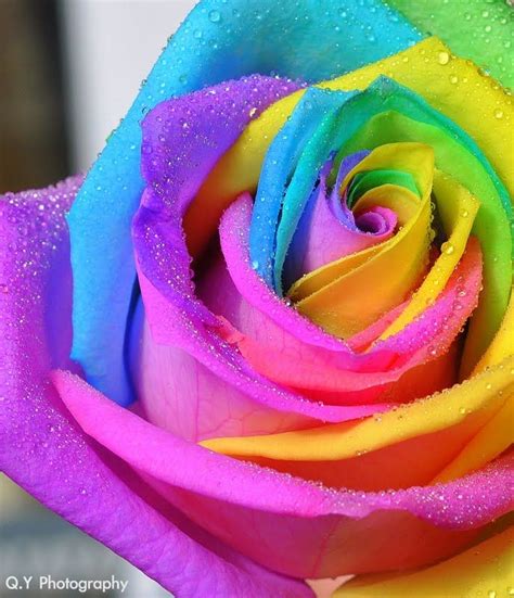 Rainbow Colored Flowers