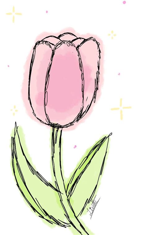Tulip Drawing