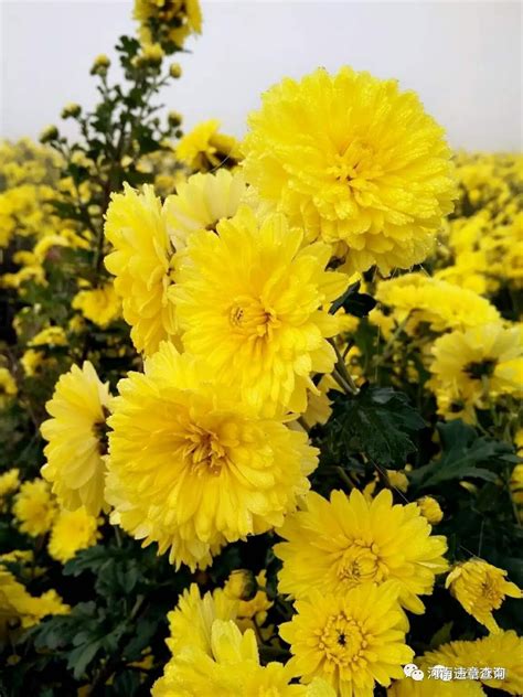 千亩云台冰菊全面盛开菊花仙子邀你来焦作赏菊 搜狐大视野 搜狐新闻