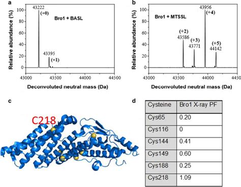 Spin Labeling Of Surface Cysteines Using A Bromoacrylaldehyde Spin Label Abstract Europe Pmc