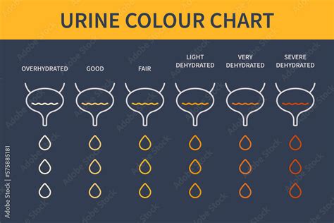 Urine Color Chart Diagram Bladders With Urine Drops Showing Different Hydration Level Straw
