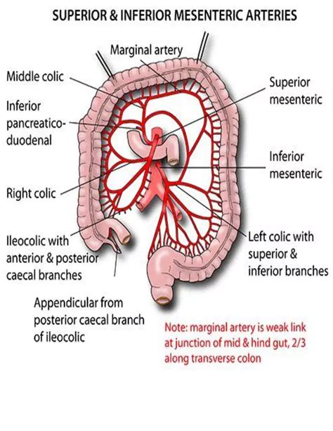 Anatomy Superior And Inferior Mesenteric Arteries And Their Branches Edubirdie