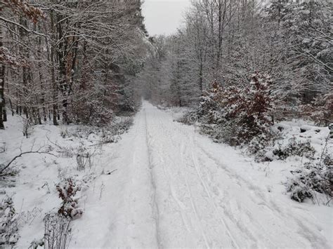 Pathway In A Forest Covered With Snow Surrounded By Naked Trees Stock