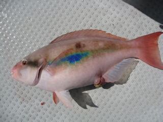 もとぶつりぐのお魚図鑑ブダイ