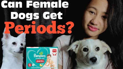 Do Female Dogs Have Periods