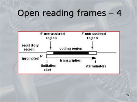 Genomics And Gene Recognition Ppt Download