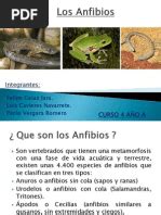Características Y Clases De Anfibios Pdf Anfibio Zoología