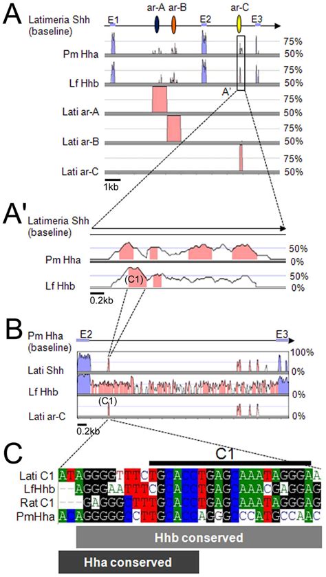 Conserved Non Coding Elements Cnes In Lampreys Hha And Hhb A Is A