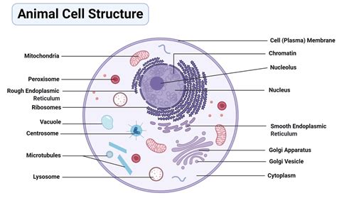 Cell Structure And Functions Class 8 Notes Science Free Pdf
