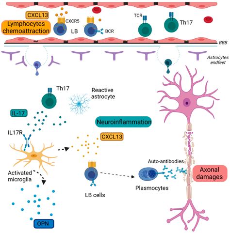 ijms free full text the translatability of multiple sclerosis