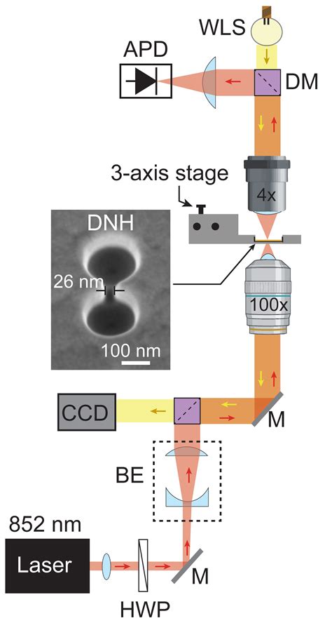 Monitoring Conformational Dynamics Of Single Unmodified Proteins Using Plasmonic Nanotweezers
