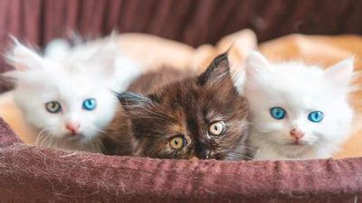 Can Kittens From The Same Litter Have Different Fathers