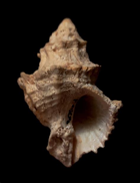 MalacologÍa MediterrÁnea Muricidae