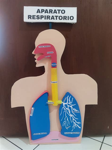 Maqueta Del Sistema Respiratorio Maqueta Del Aparato Respiratorio