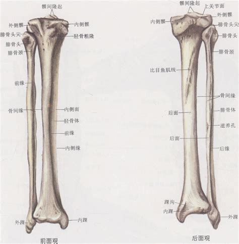图8 33 胫骨和腓骨 临床解剖学