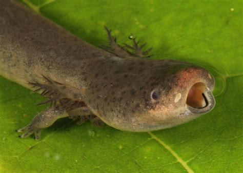 Lesser Siren Facts And Pictures